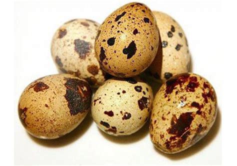 خواص تخم بلدرچین ستاره