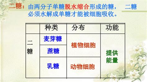 2 4细胞中的糖类和脂质课件2022 2023学年高一上学期生物人教版必修1 共31张ppt 21世纪教育网