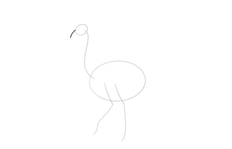 كيفية رسم الطاووس Envato Tuts