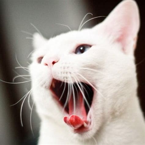 Xia Chen Institut Pasteur International Network Paris Institut Pasteur In Shanghai