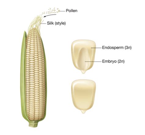 Fundamental Genetics Unit 3 Chapter 16 Section 1 Flashcards Quizlet