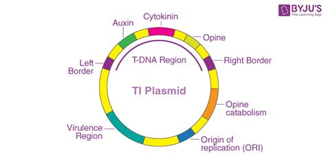 Designed Plasmid Vector