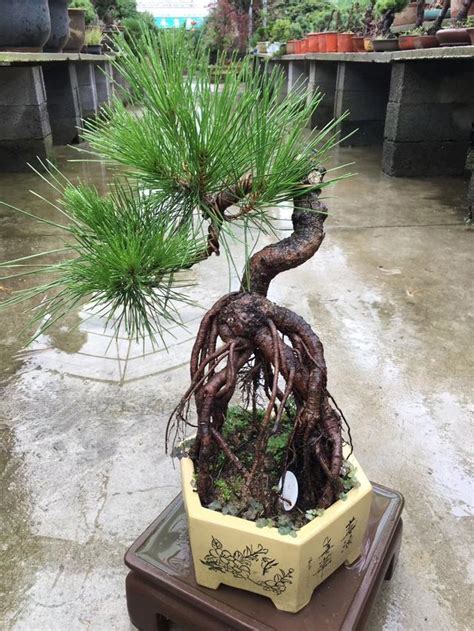 老漢養的幾盆提根精品黑松盆景你能看出那一盆有百年的樹齡嗎 每日頭條