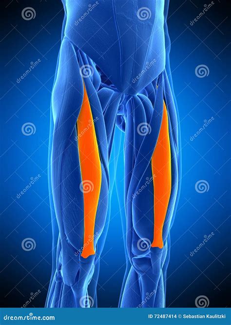The Rectus Femoris Stock Illustration CartoonDealer Com
