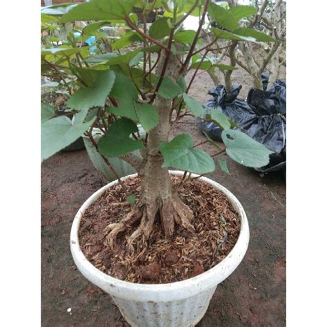 Jual Bahan Bonsai Waru Taiwan India Prokar Pecah Batang Bogel Shopee