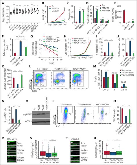 A Critical Role Of Nuclear M6a Reader Ythdc1 In Leukemogenesis By