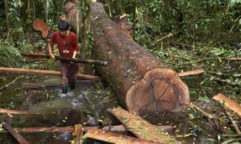 Modificación De La Ley Forestal Podría Afectar Derechos De Los Pueblos