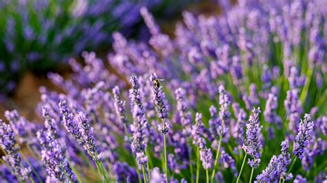 Lavanda Te enseñamos a cuidarla Marie Claire