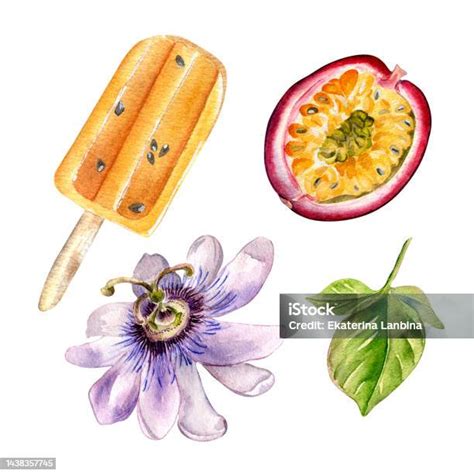 열정 과일 아이스크림과 흰색 배경에 격리된 꽃 수채화 그림 건강한 식생활에 대한 스톡 벡터 아트 및 기타 이미지 건강한 식생활 과일 과일 주스 Istock
