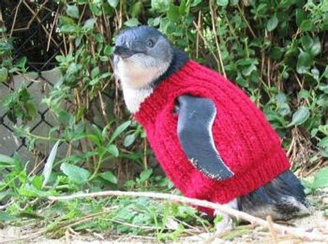 Knit A Penguin Sweater To Help Them Survive An Oil Spill
