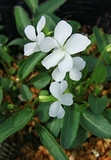 四季の山野草シロスミレ