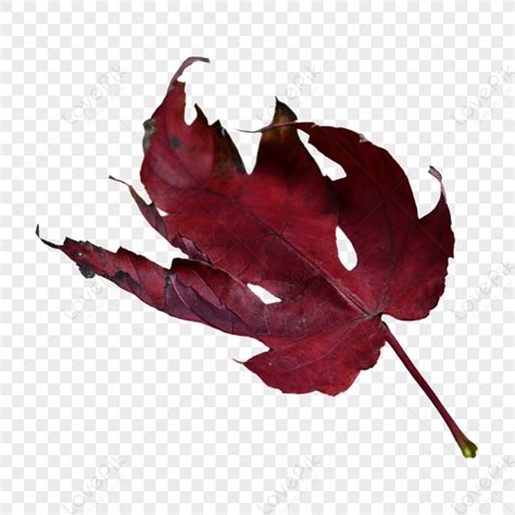 아름다운 붉은 설탕 단풍 잎가을이파리빨간 Png 일러스트 무료 다운로드 Lovepik