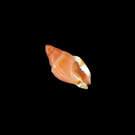 ベニシワマツムシ潮騒の宝箱 貝殻