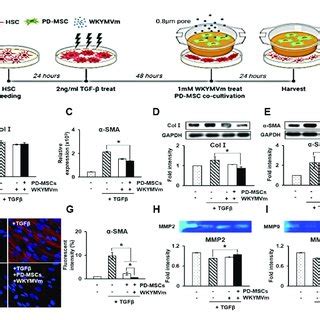 PD MSCs Combined With WKYMVm Inhibit HSC Activation In Vitro A