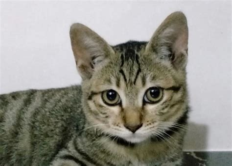 狸花猫分几种花纹 宠物网