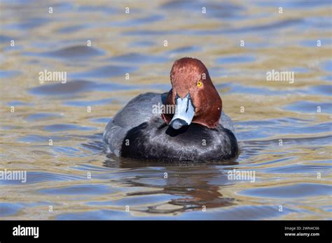 Redhead Male Duck Or Drake Aythya Americana Swimming Also Known As Red Headed Duck Or Red