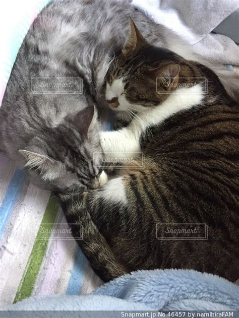 猫の写真・画像素材 Snapmart（スナップマート）