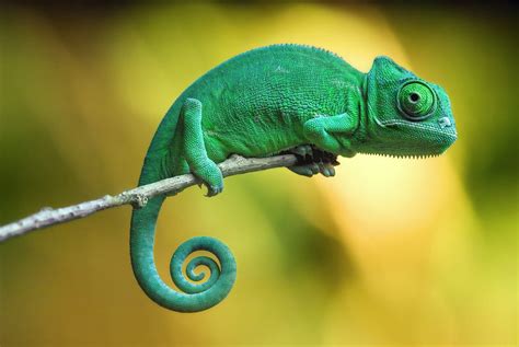How Vue Helped Us Create Chameleon Builder By Jadranko Dragoje