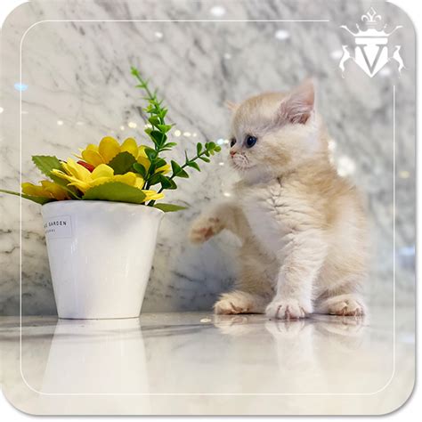 브리티쉬숏헤어 시베리안허스키 비숑분양가 포메 그레이하운드분양 광주애견샵 폼스키 유기견무료입양 위례강아지분양 빅토리아펫 고양이분양 말티즈분양