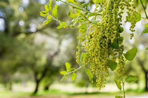 Premium Photo Coast Live Oak Leaves And Inflorescence Quercus