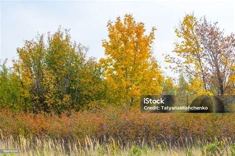 자연 풍경입니다 가 풍경입니다 빨간색과 노란색 단풍 나무와 숲을 얼룩 인도 여름입니다 올해의 가장 아름 다운 시간 0명에 대한 스톡 사진 및 기타 이미지 Istock
