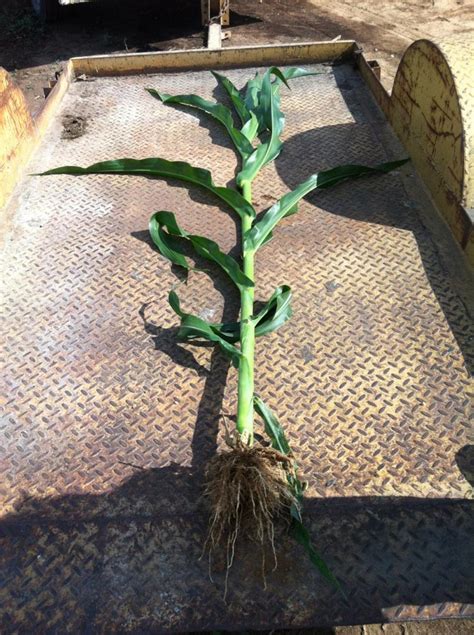 Tennessee Corn September 2012 Advanced Liquid Nutrition