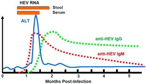 Hepatitis E Pathogenesis