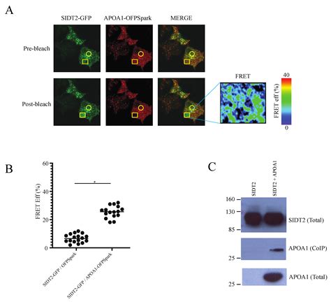 Sidt2 Associates With Apolipoprotein A1 Apoa1 And Facilitates Apoa1 Secretion In Hepatocytes