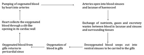 Circulatory System Types Functions Overviews Physics Wallah