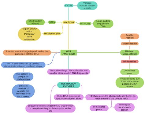 Dna Profiling Key Terms Introns A Non Coding Sequence Of Dna …