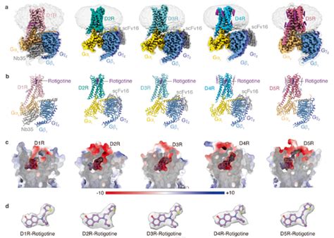 Cell Research 徐华强团队合作揭示多巴胺受体系统介导药物分子多重药理学活性的结构基础 知乎