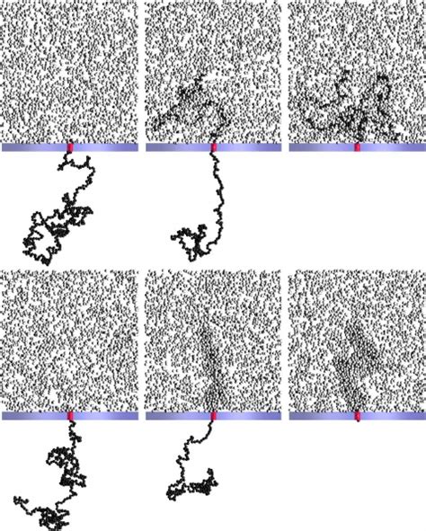 Color Online Snapshots From Simulations Of BiP Driven Translocation Download Scientific