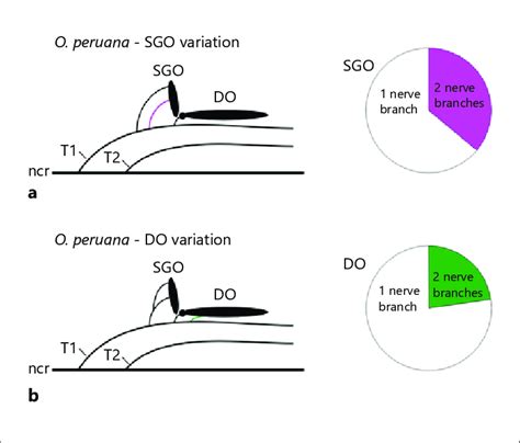 Innervation Pattern And Nerve Branch Variation In The Subgenual Organ