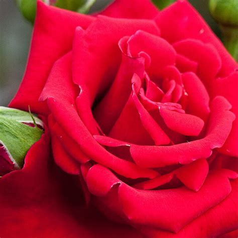 The Thousand Year Rose Did You Know Garden America