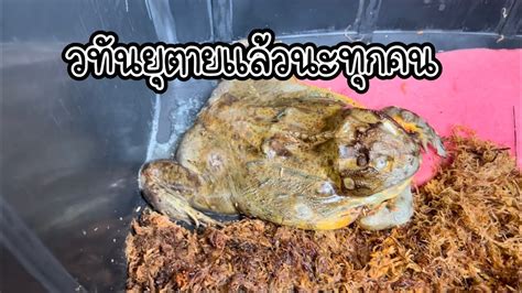 วทนยตายแลว Rip ขอใหนายไปสสขต เปลอยหมดเลย กบ กบยกษ