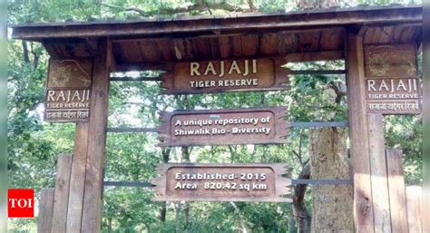 Uttarakhand Radio Collared Tigress Goes Missing In Rajaji Tiger