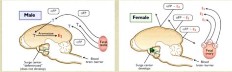 Repro 7 Maturation Of Hpg Axis And Puberty Flashcards Quizlet