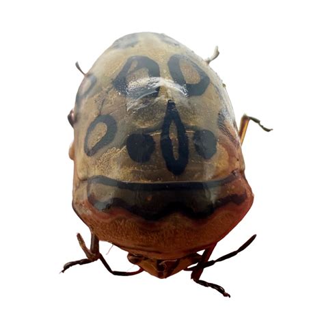 10 X Picasso Bug Sphaerocoris Annulus Insect Specimen Taxidermy A1a1