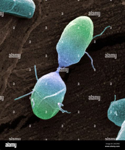 Salmonella Bacterium Dividing Coloured Scanning Electron Micrograph
