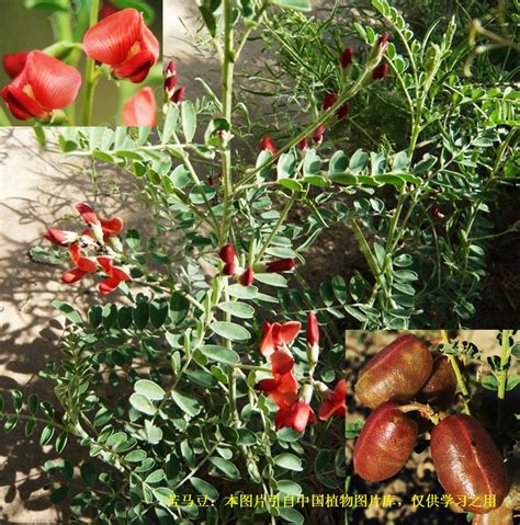 科学网20230902苦马豆Sphaerophysa salsula Pall DC 栗茂腾的博文