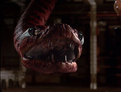 Todo El Terror Del Mundo Boa Vs Piton ボア Vs パイソン Voas Enantion