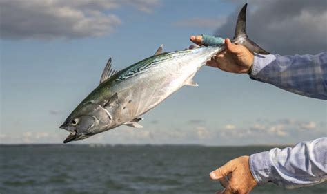 American Saltwater Guides Association Promoting Sustainable Business