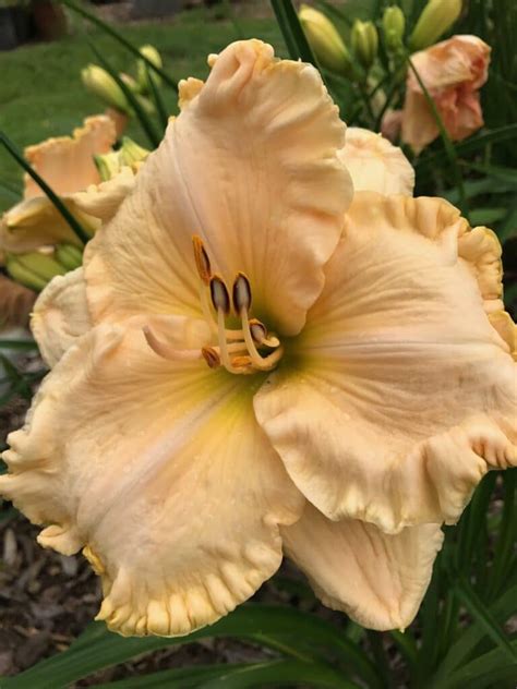 Shop Artemesia Daylilies