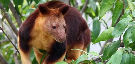 Tree Kangaroo Spiritual Meaning Symbolism And Totem 2025