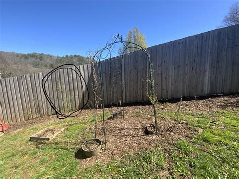 Willow Hybrid Trees For Sale