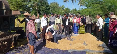 ကသာခရိုင်၊ ကသာမြို့နယ်တွင် အောင်နိုင်တိုးမိုးစပါးစံကွက်ရိတ်သိမ်းပွဲ အခမ