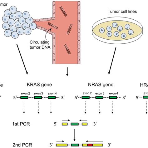 Pcr Amplification Of Egfr And Ras Exons For Illumina Targeted Next