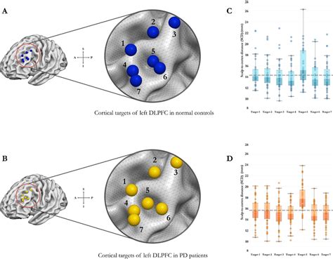 illustrations of the target specific scalp to cortex distance scd and