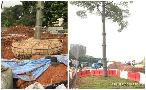 Tree Transplating Tree Planting Treecutting Com Sg