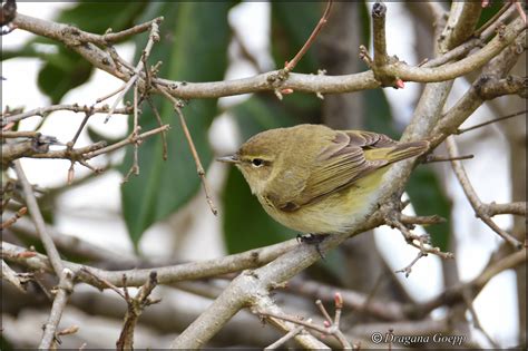 Pouillot véloce Oiseaux de france